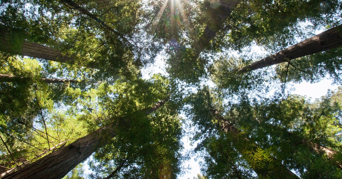 Certified sustainable wood species | SIVALBP