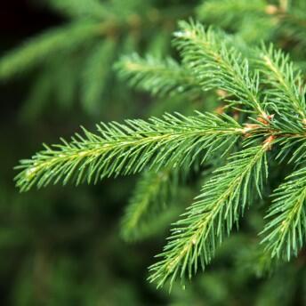 Spruce cladding: guide to spruce wood cladding