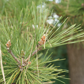 Scots pine wood cladding guide - Sivalbp